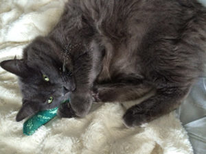 Full Circle Herb – Organic Catnip Toys & Treats!